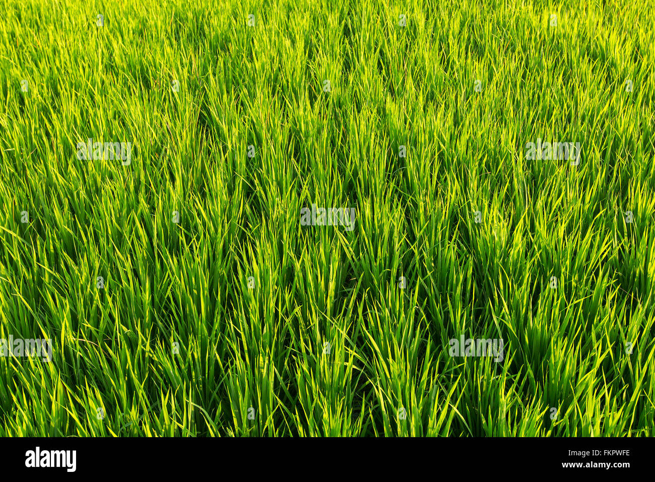 Green grass, the rice field Stock Photo - Alamy