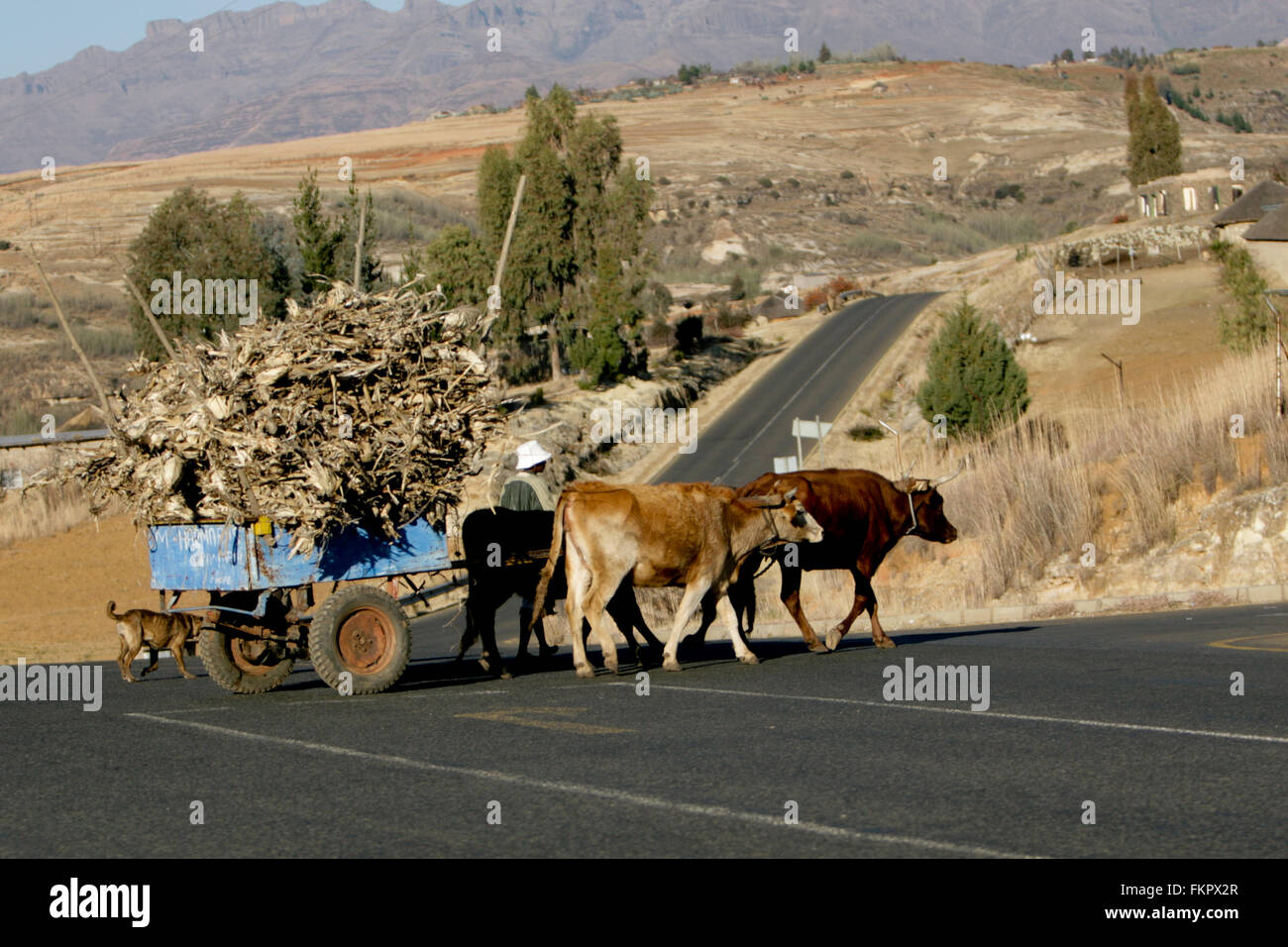 cattle wagon pulling wood Stock Photo - Alamy