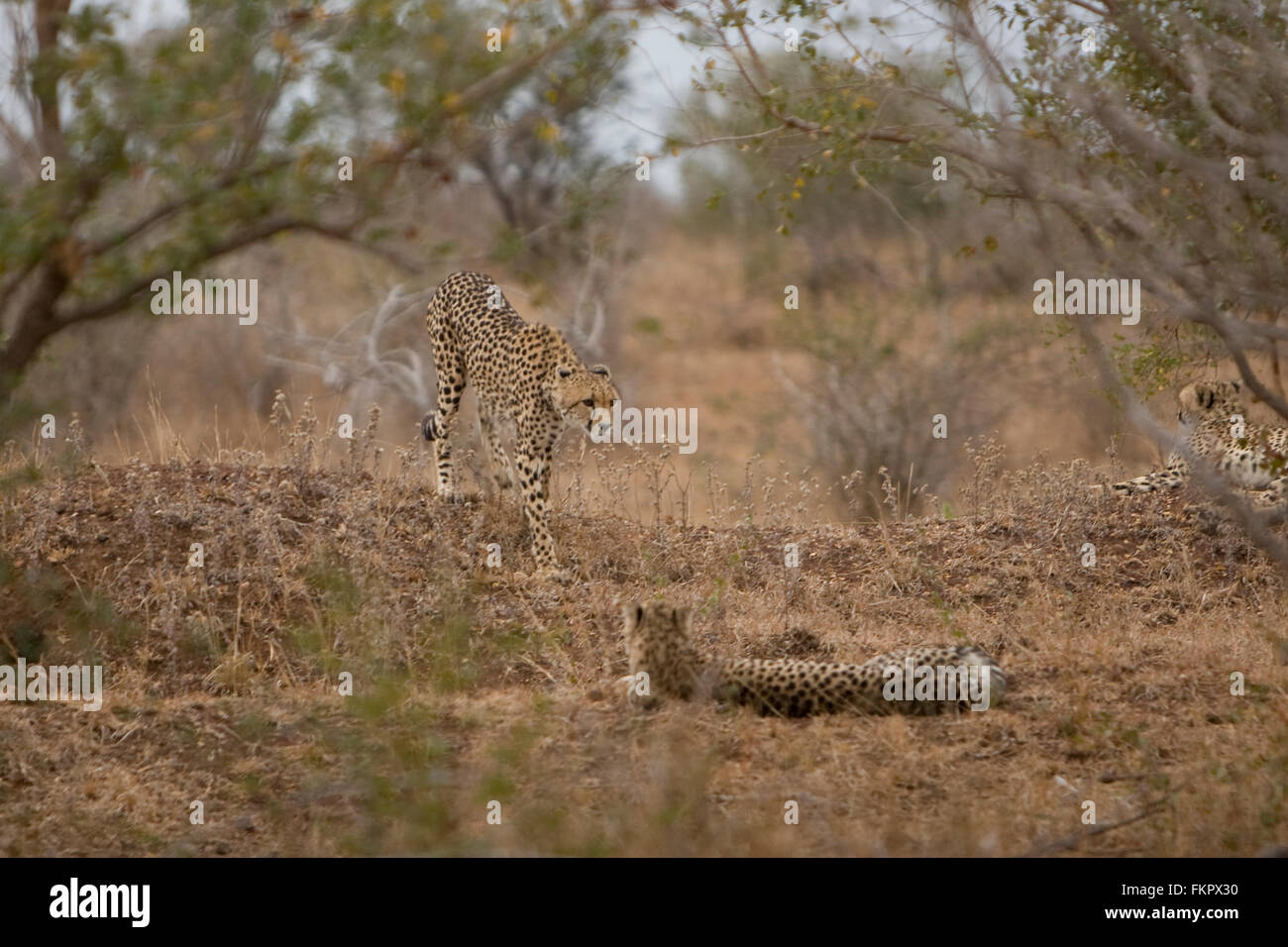 Three cheetahs hi-res stock photography and images - Alamy