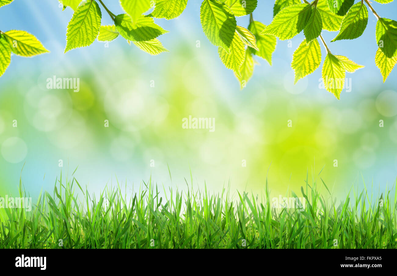 Abstract sunny spring background with grass, tree and sunlight Stock ...