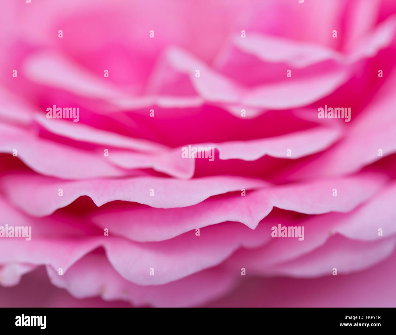 pink rose macro flower Stock Photo - Alamy