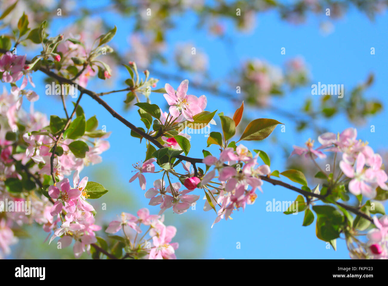 Flowering spring branch of apples Stock Photo - Alamy