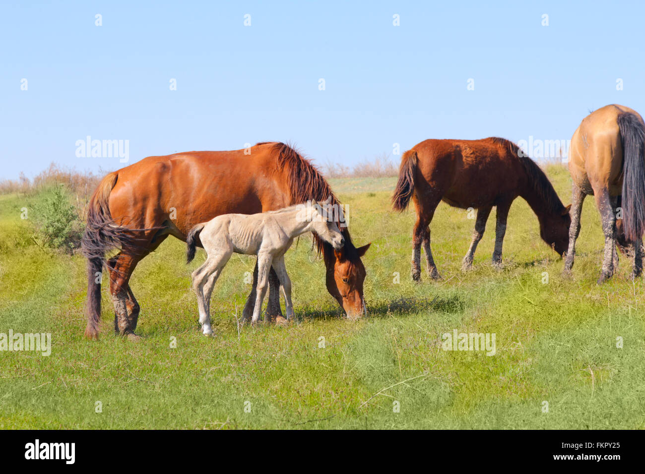 grazing foal animals Stock Photo - Alamy