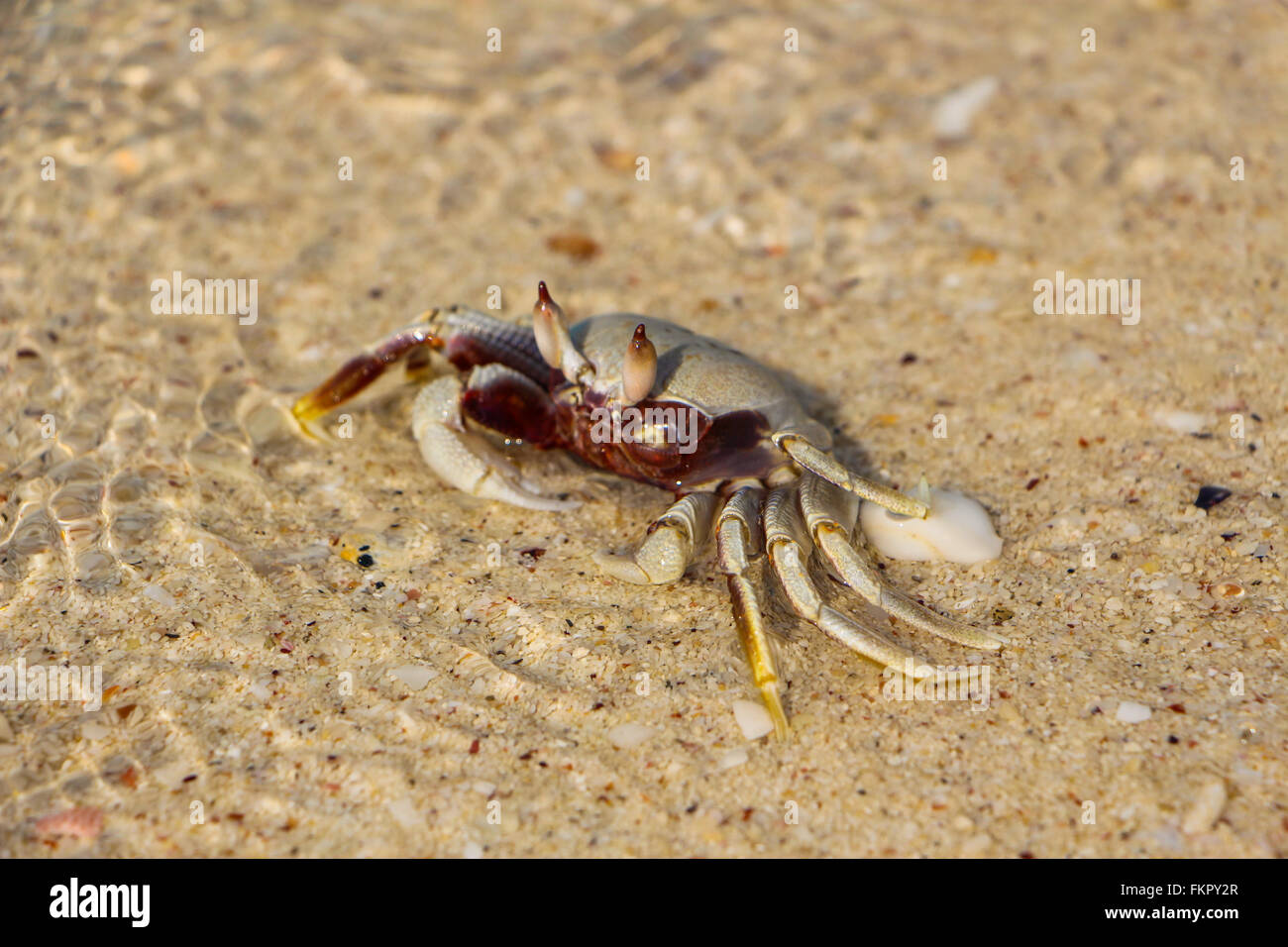 Crab on the beach Stock Photo - Alamy
