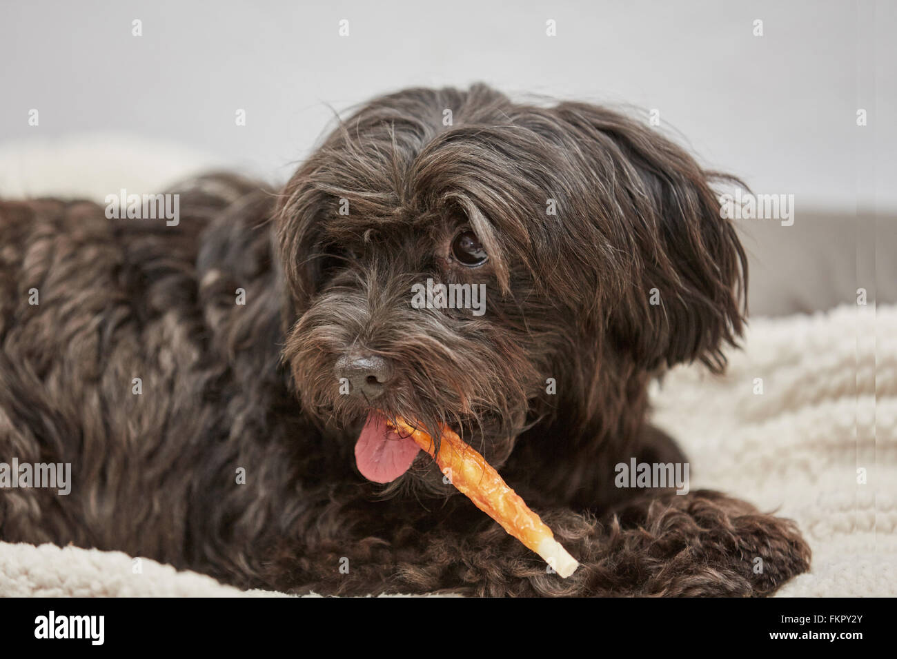 Black havanese dog chewing bone with chicken meat Stock Photo - Alamy