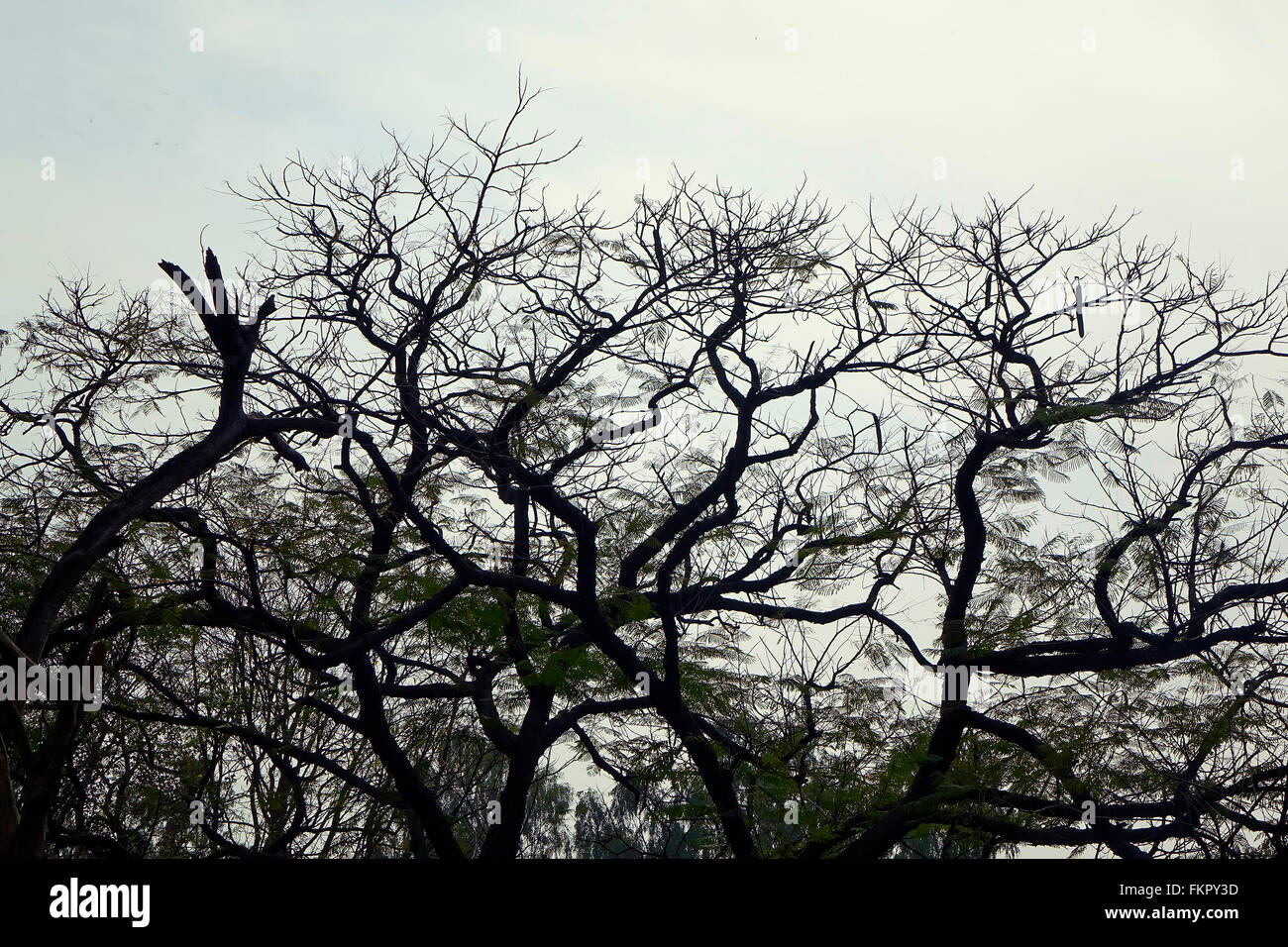 Patterns in the bare branches of a tree Stock Photo - Alamy