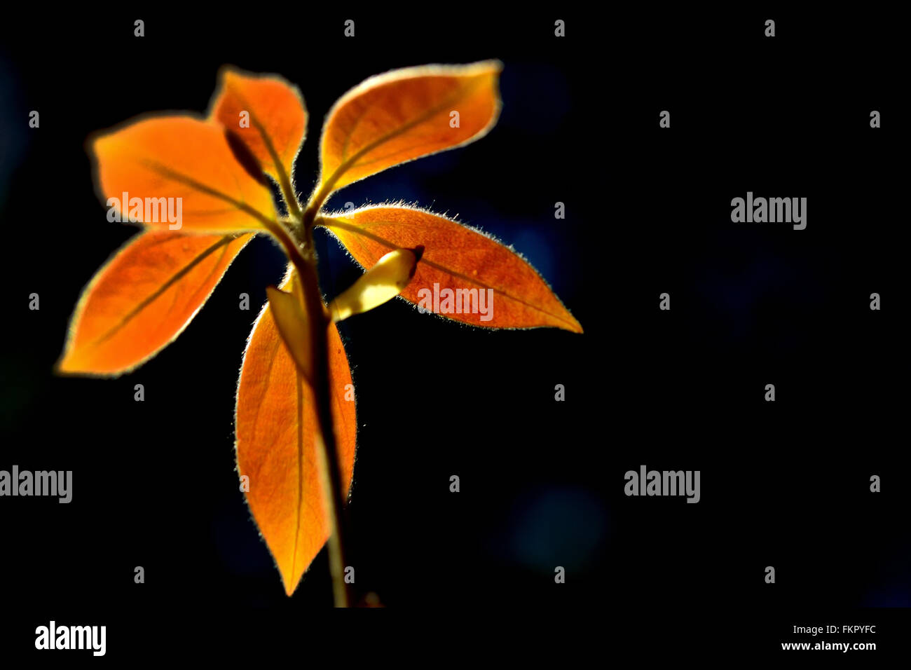 Tender Leaves Stock Photos & Tender Leaves Stock Images - Alamy
