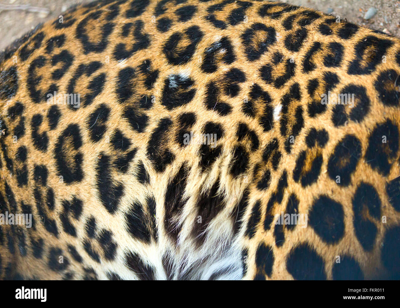 Leopard skin pattern hi-res stock photography and images - Alamy