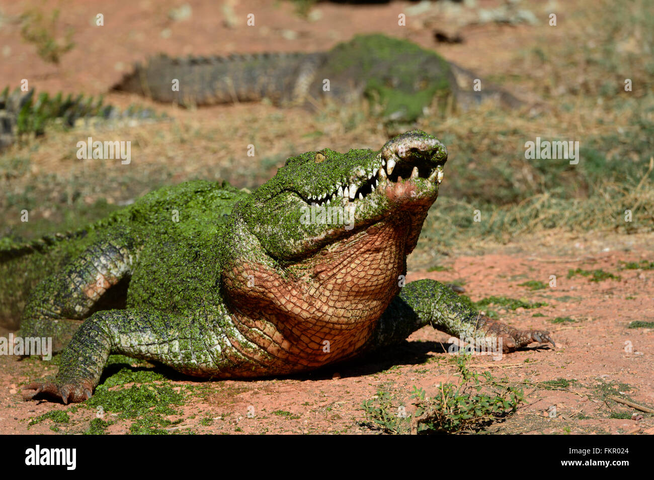 Saltwater Crocodile Crocodylus Porosus Australian Animals Saltwater