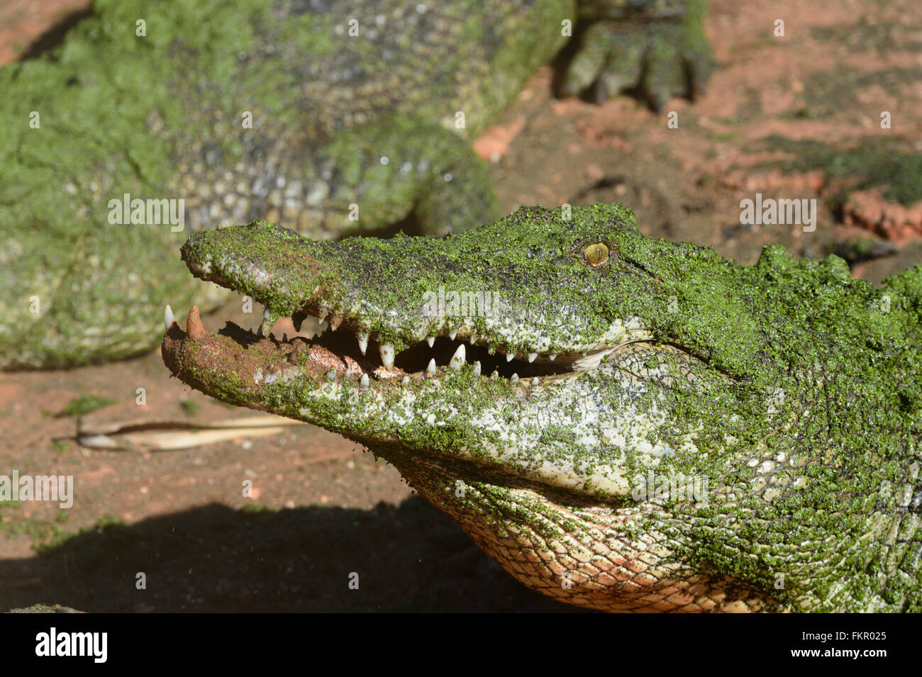 Saltwater crocodile mouth open hi-res stock photography and images - Alamy