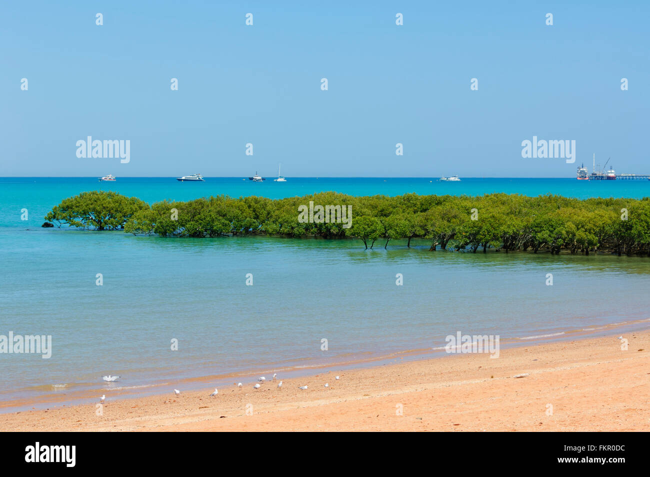 Coastal Mangrove at Town Beach, Broome, Western Australia Stock Photo ...