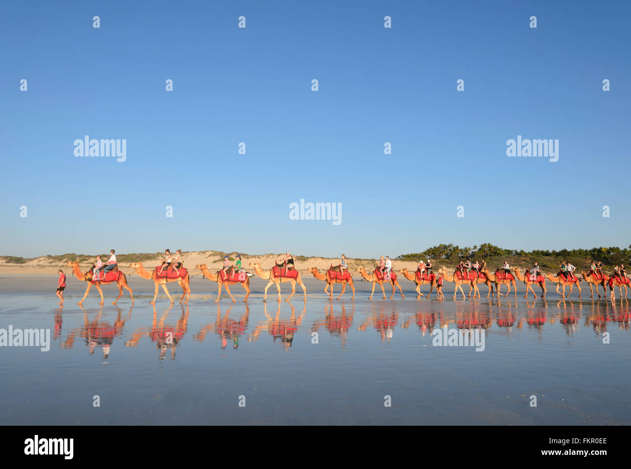 Camel train western australia hi-res stock photography and images - Alamy