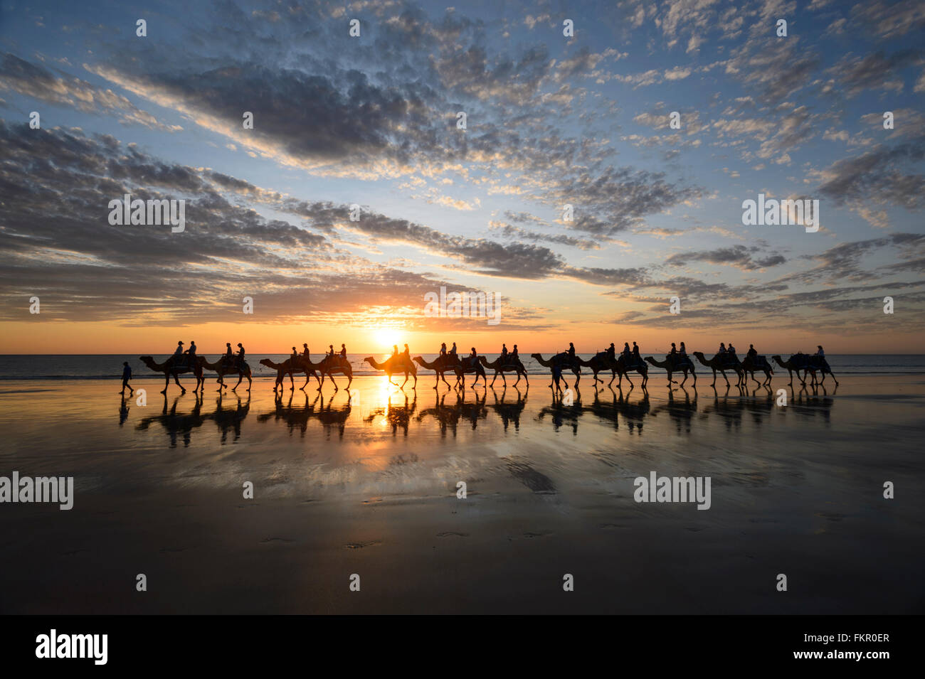 Camel train western australia hi-res stock photography and images - Alamy