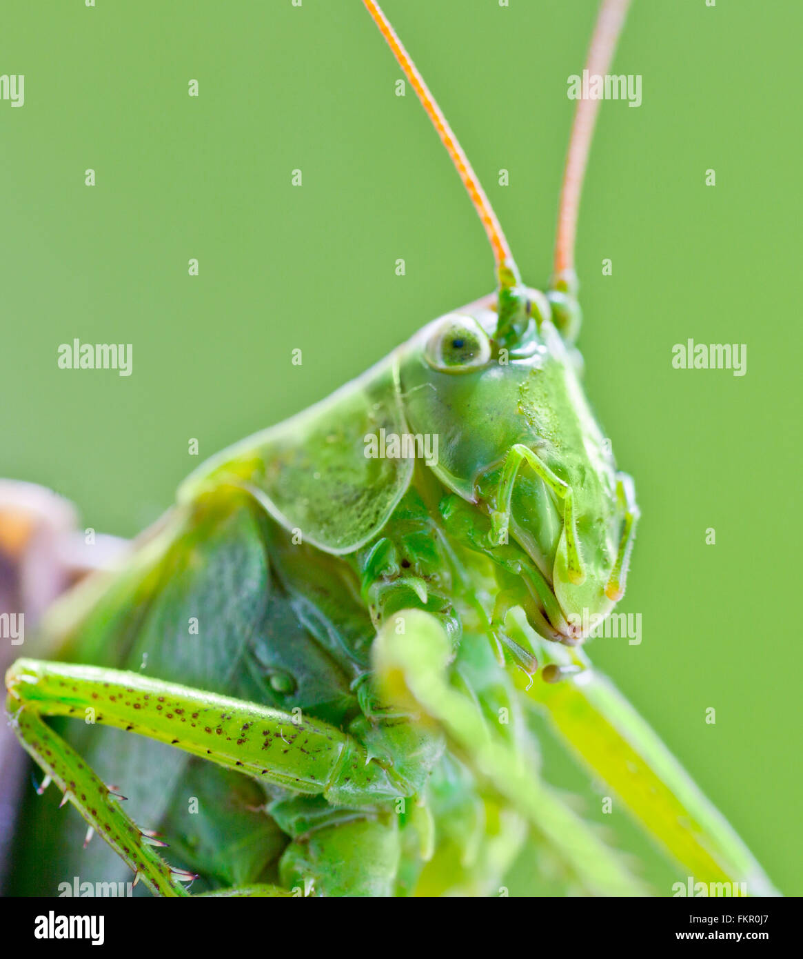 Praying mantis close up insect hi-res stock photography and images - Alamy