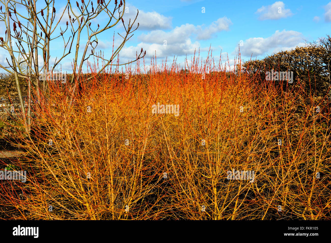 Cornus sanquinea, common dogwood, cornaceae Stock Photo - Alamy