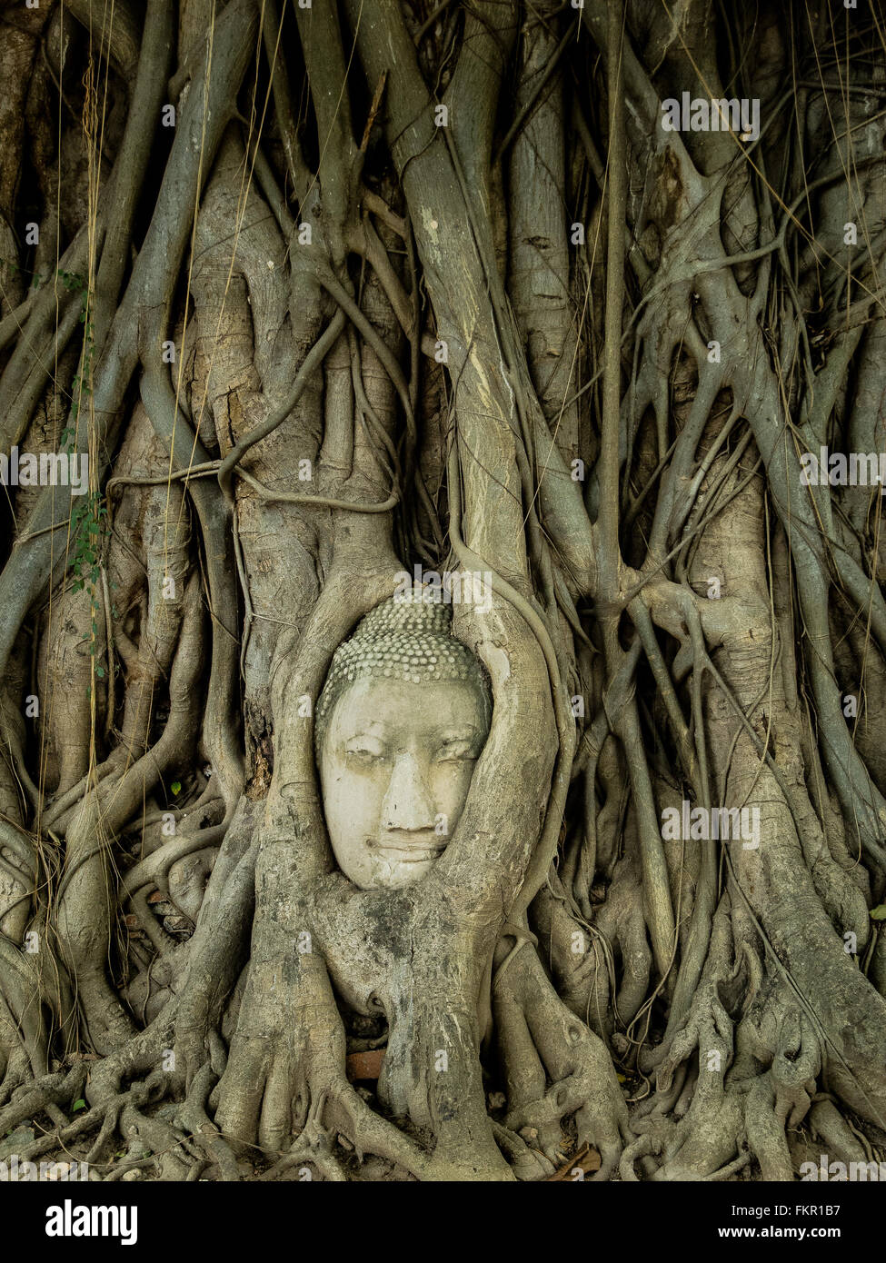Buddha head in Banyan tree Wat Mahathat ayutthaya thailand Stock Photo ...