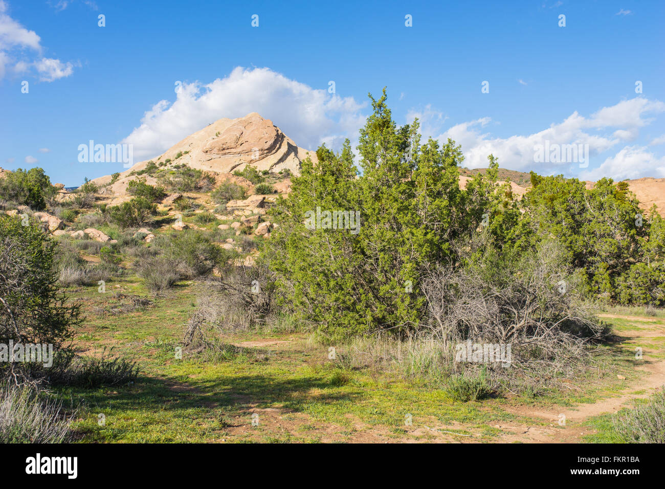 Brush and bushes grow along a dirt trail in the middle of the southern ...