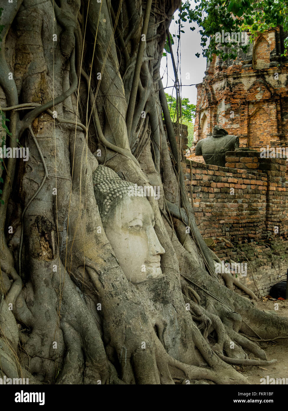 Buddha head in Banyan tree Wat Mahathat ayutthaya thailand Stock Photo ...