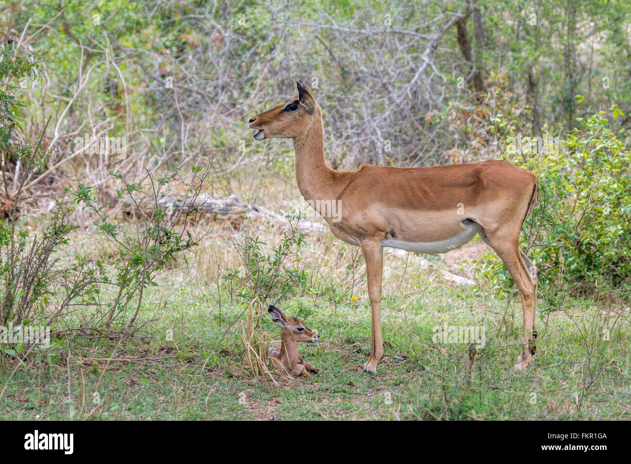 Impala Specie Aepyceros melampus family of bovidae, Kruger national ...