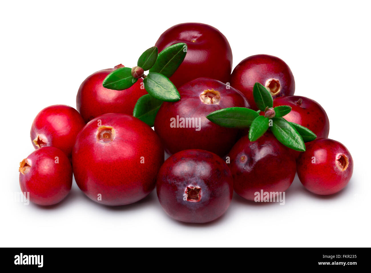 Heap of wild cranberries with leaves. Clipping paths, infinite depth of ...
