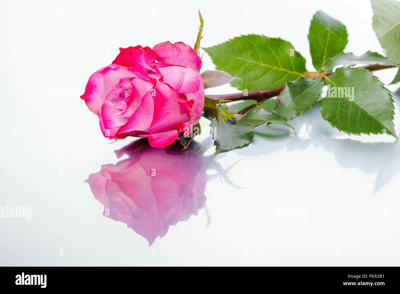 beautiful pink rose flower on light background with reflection, close ...