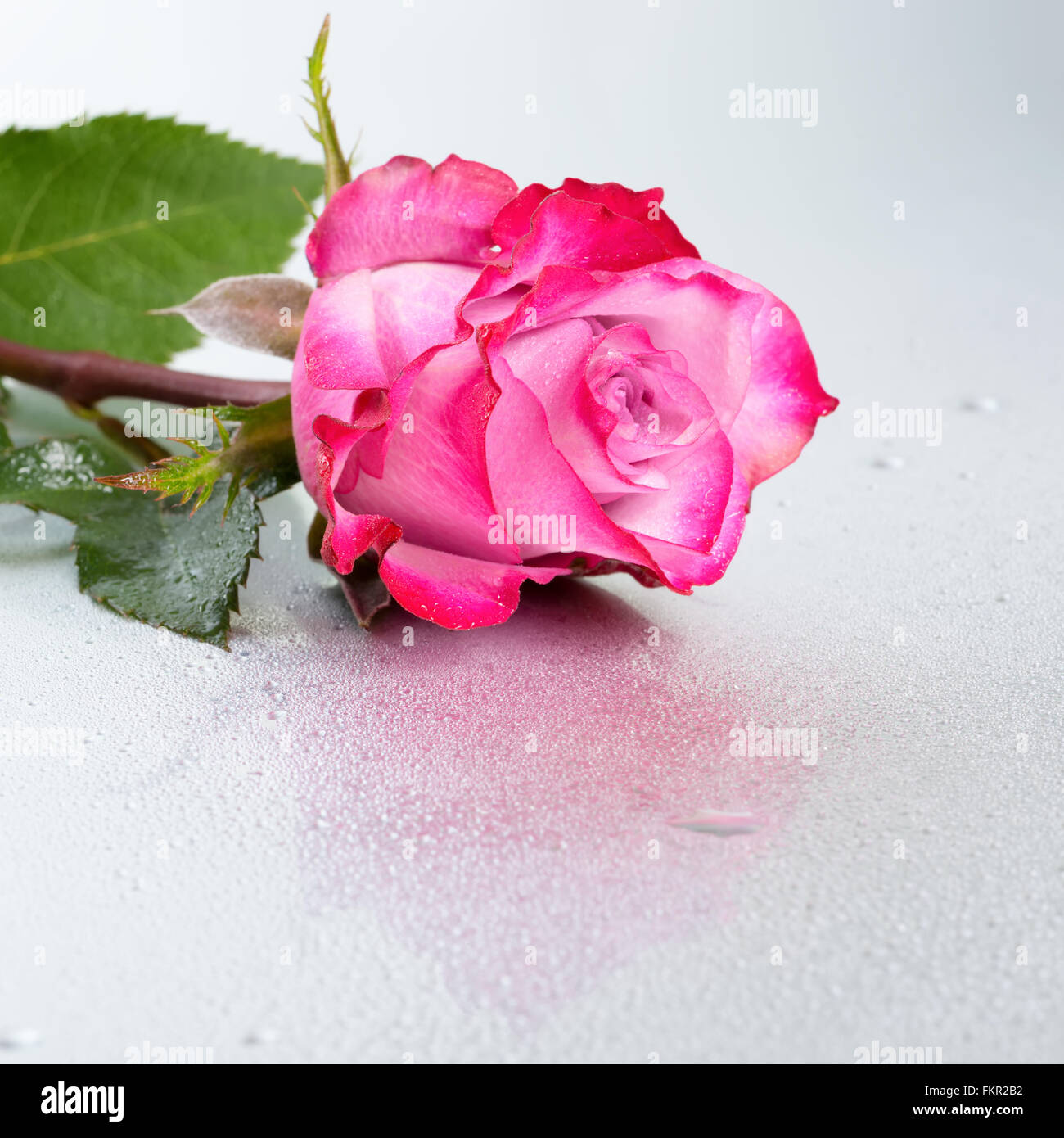 beautiful red rose flower on light background with dew and reflection ...