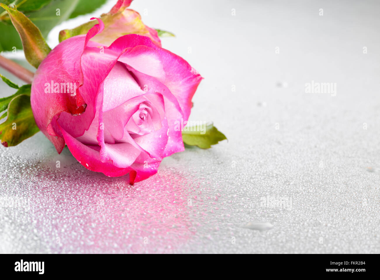 beautiful pink rose flower on light background with drops and ...