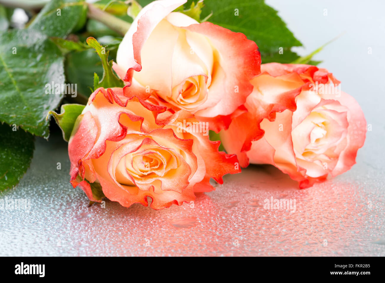 beautiful three orange rose flowers on light background with drops ...