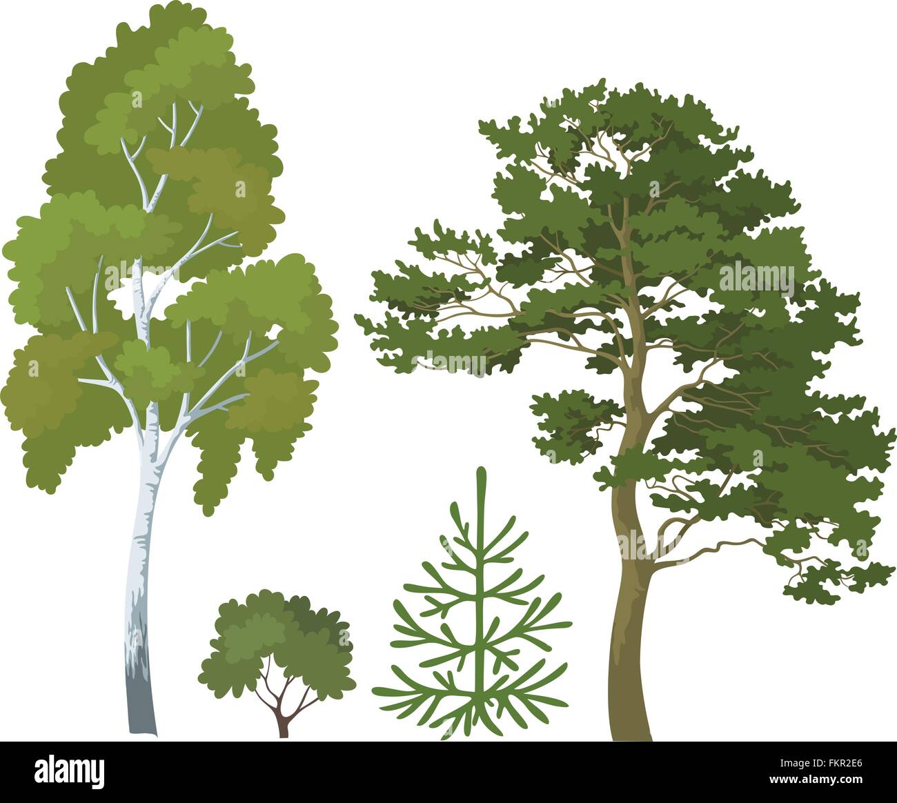 Forest plants set Stock Vector Image & Art - Alamy
