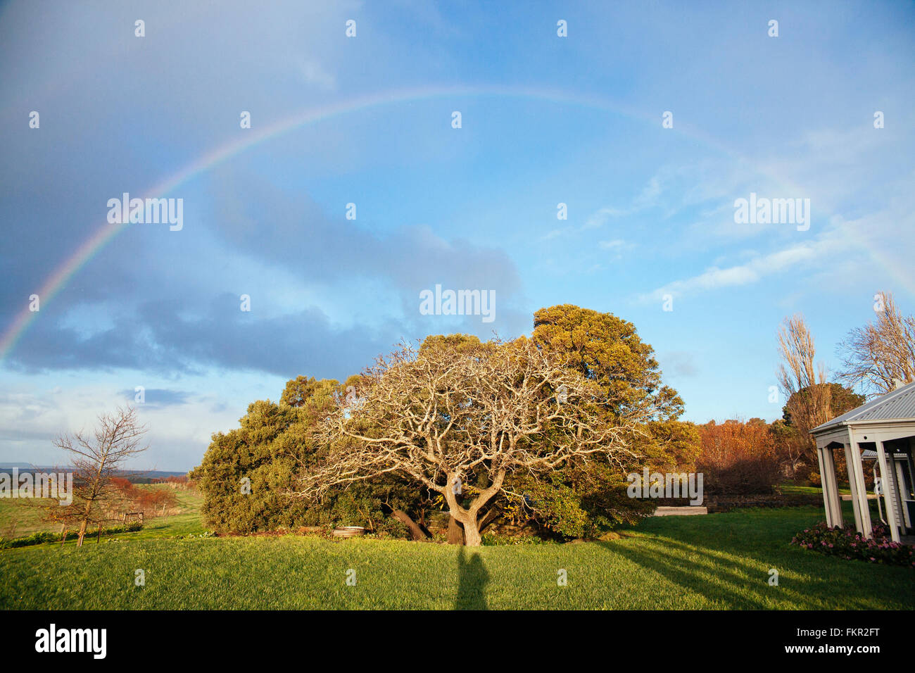 Rainbow over tree in rural backyard Stock Photo - Alamy