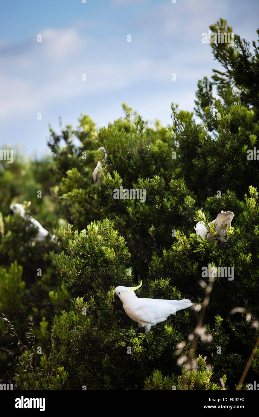 Bird perching in tree Stock Photo - Alamy
