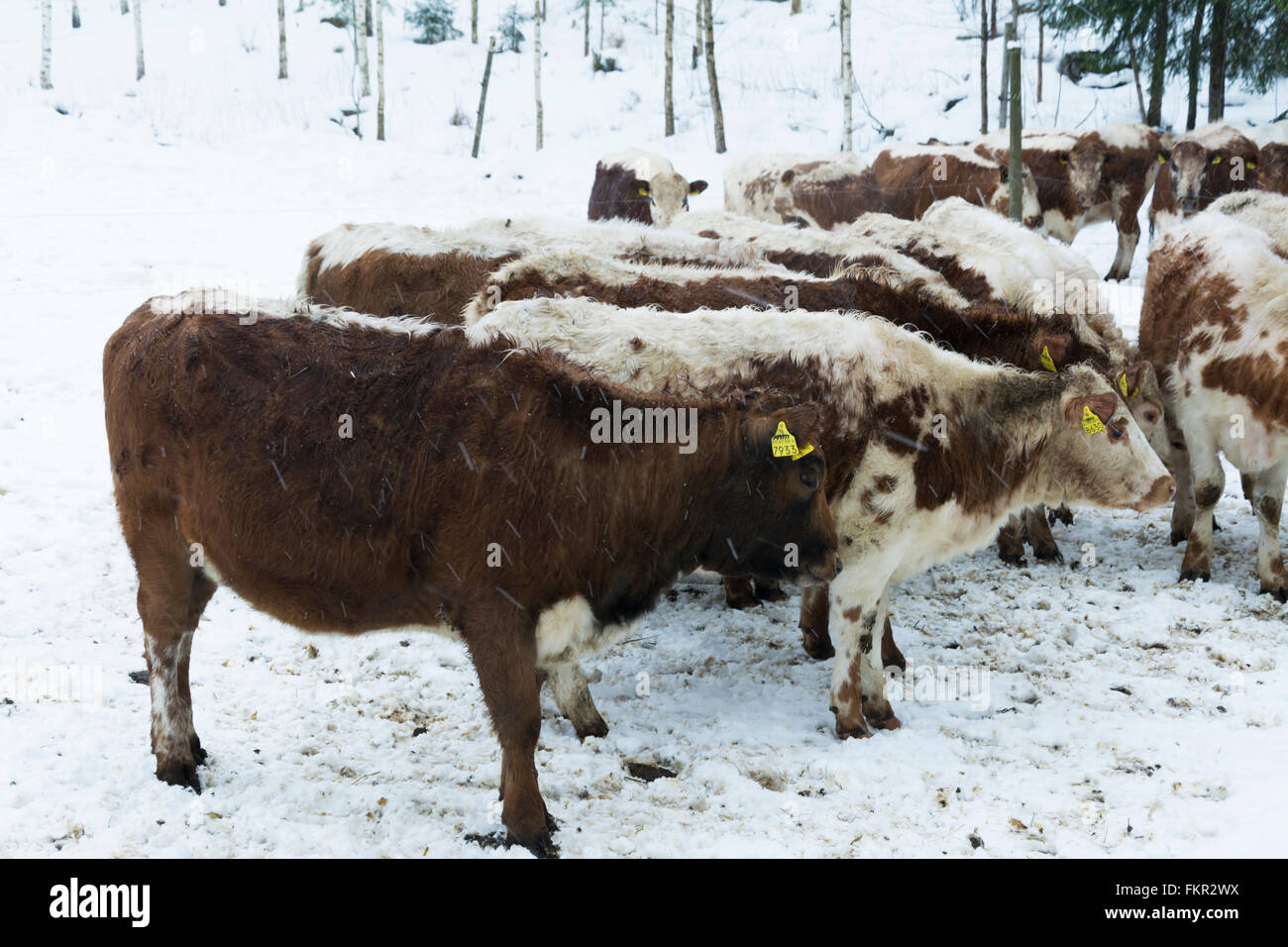 Eastern finncattle hi-res stock photography and images - Alamy