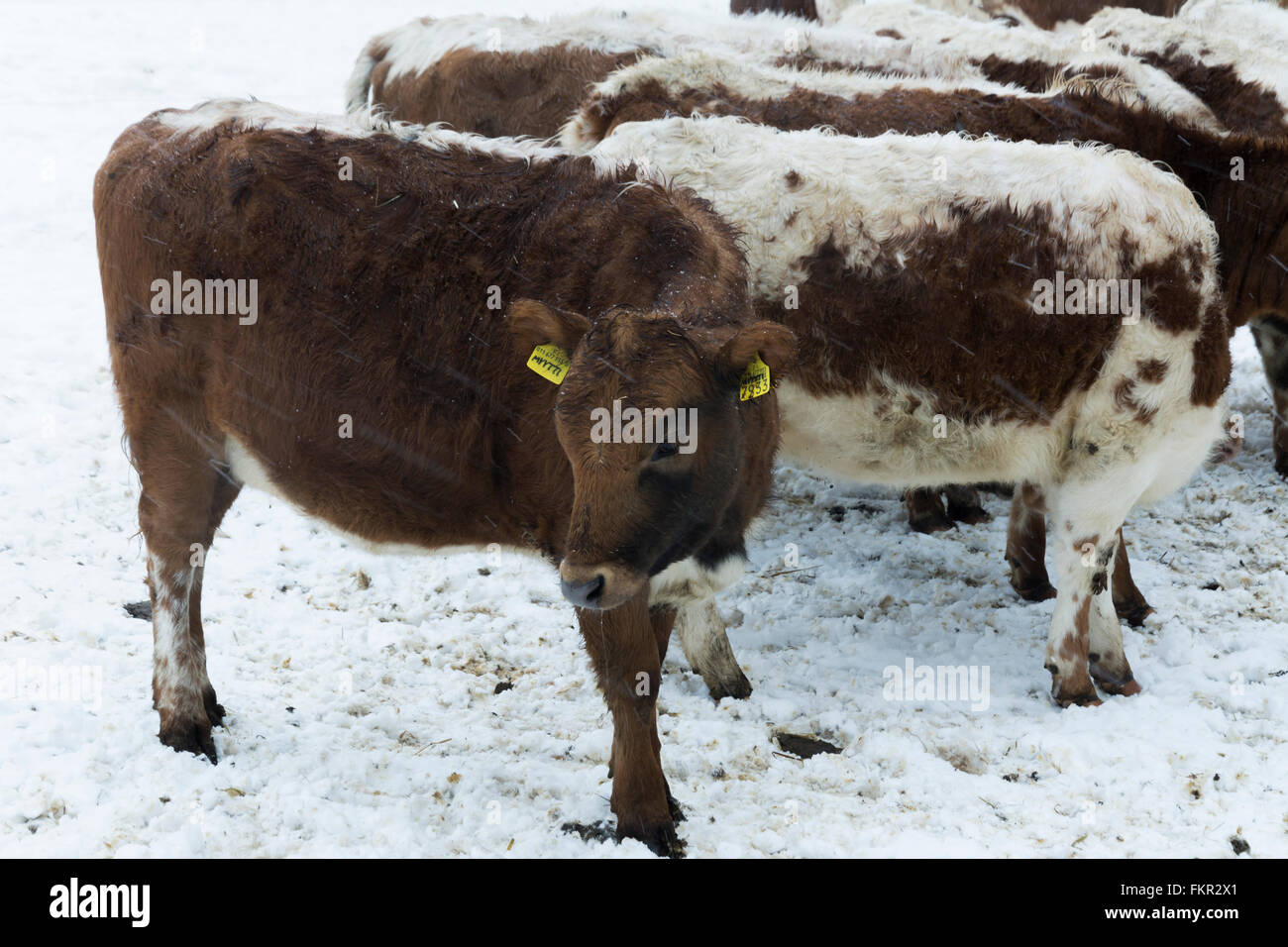 Eastern finncattle hi-res stock photography and images - Alamy