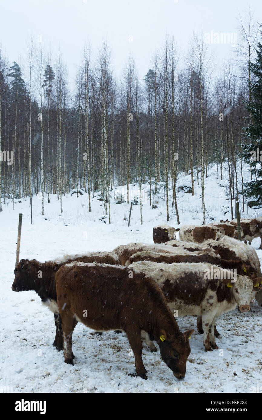 Eastern finncattle hi-res stock photography and images - Alamy