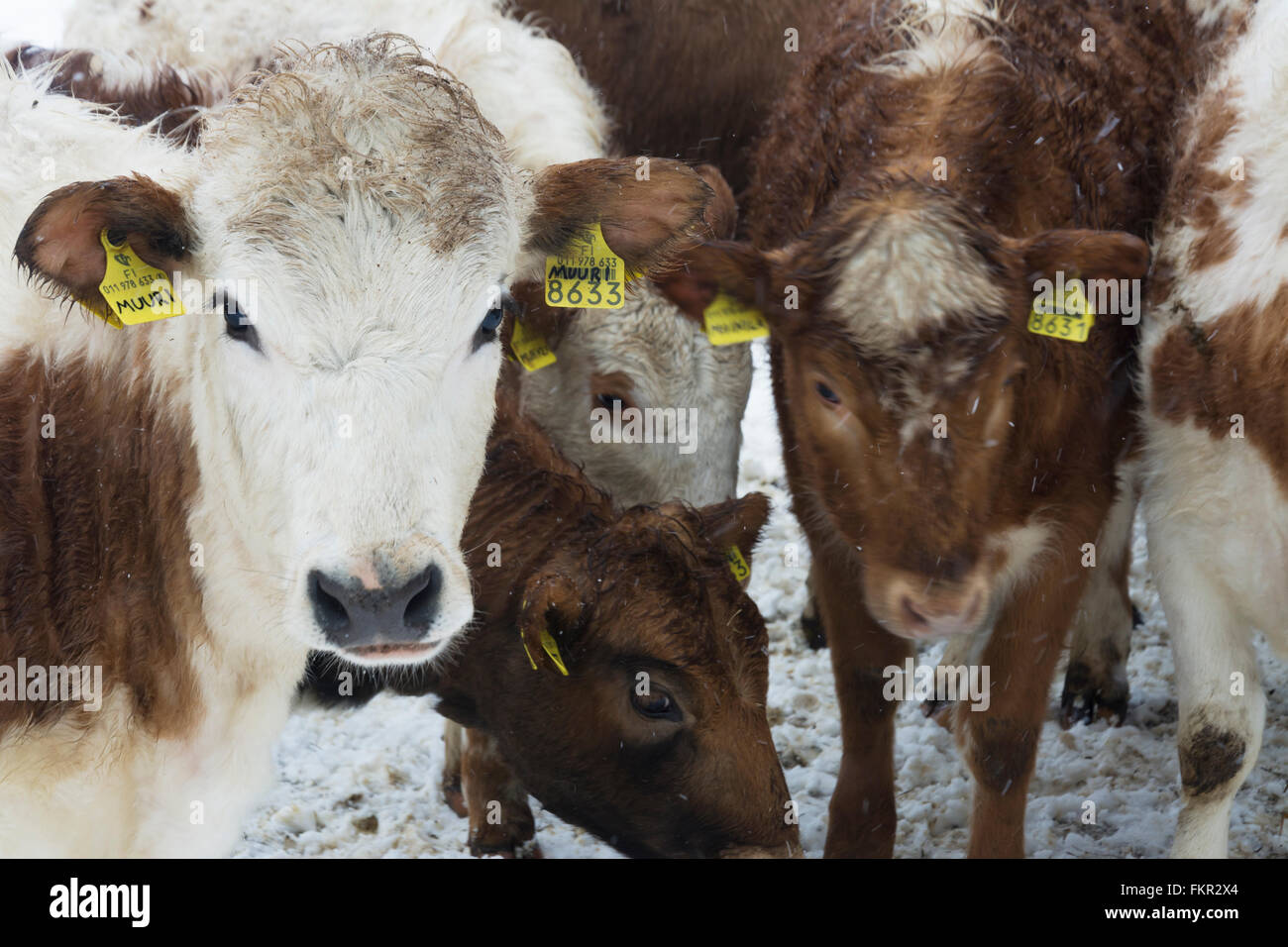 Eastern finncattle hi-res stock photography and images - Alamy