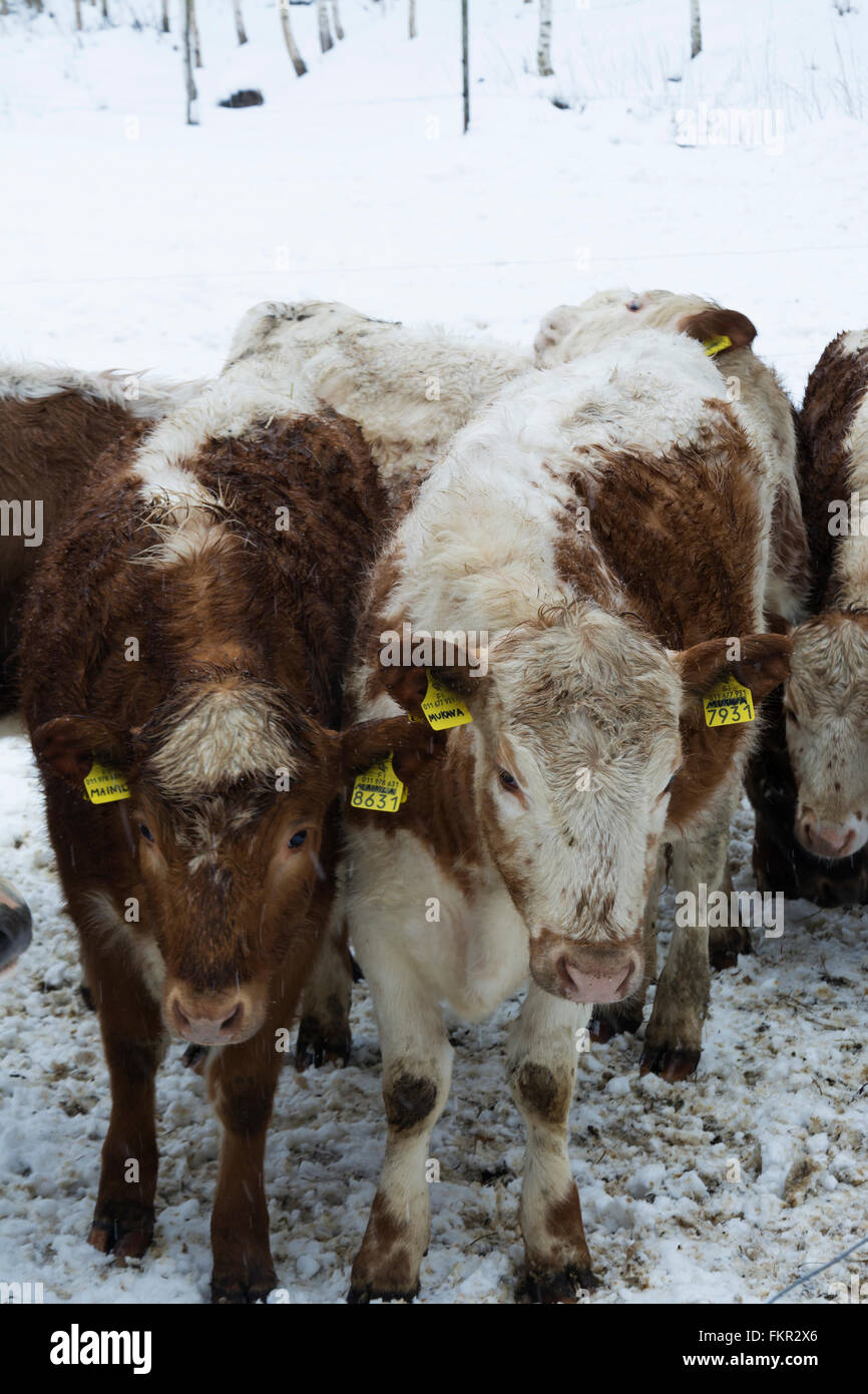 Eastern finncattle hi-res stock photography and images - Alamy