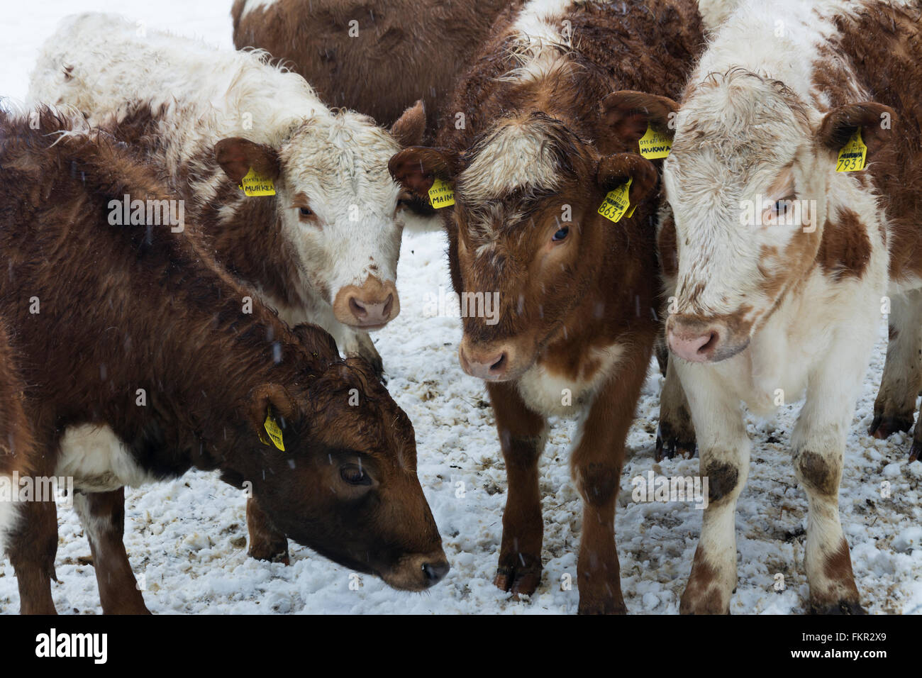 Eastern finncattle hi-res stock photography and images - Alamy