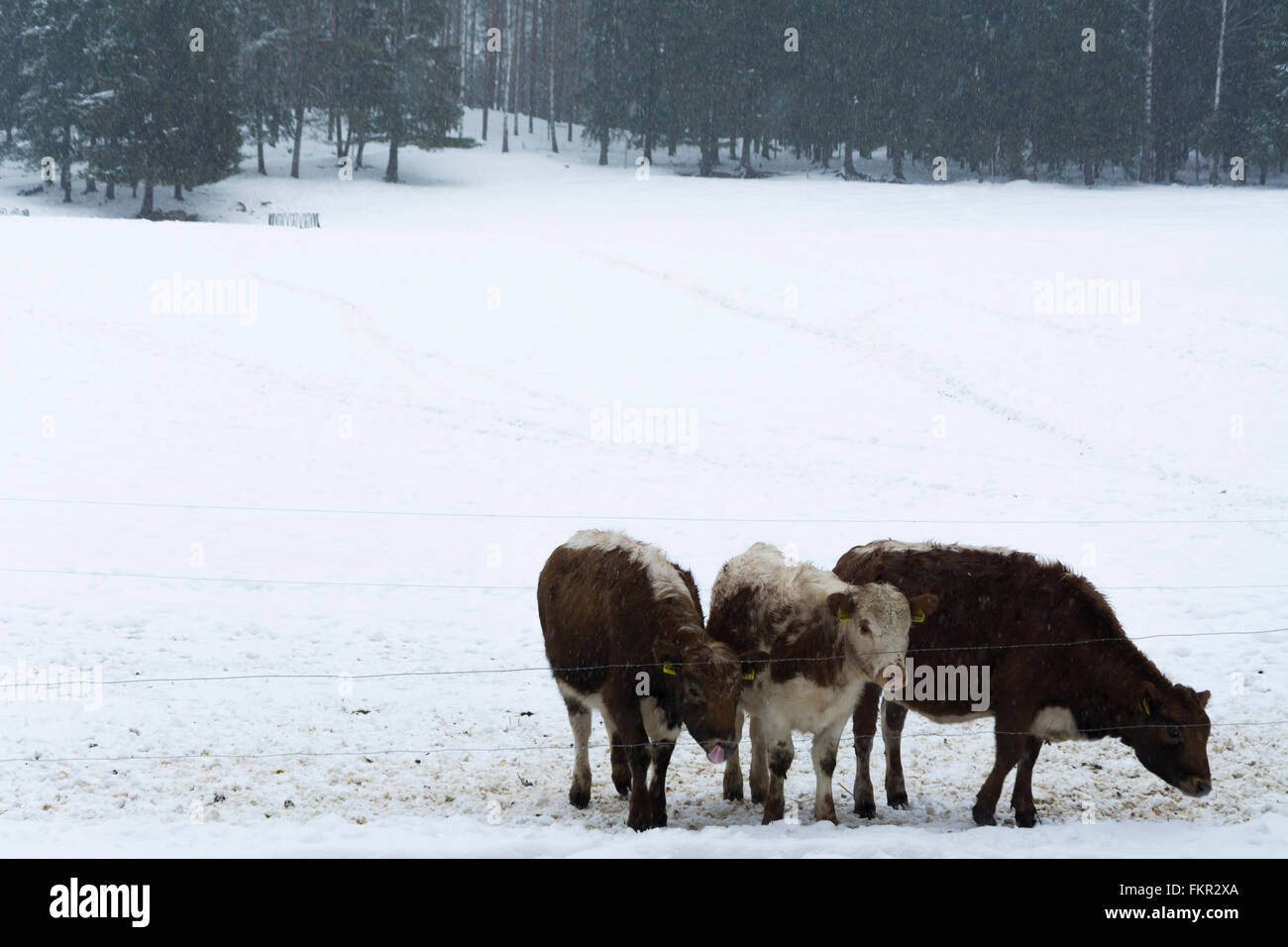 Eastern finncattle hi-res stock photography and images - Alamy