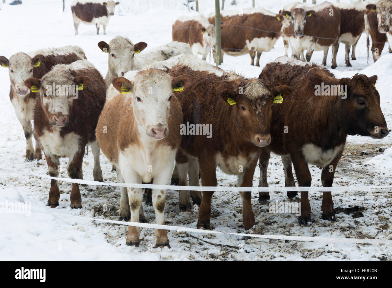 Eastern finncattle hi-res stock photography and images - Alamy