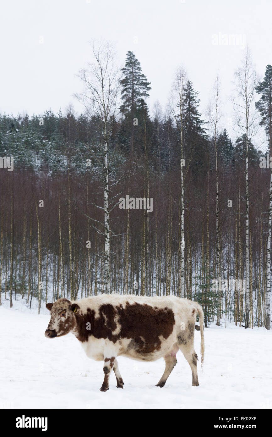 Eastern finncattle hi-res stock photography and images - Alamy