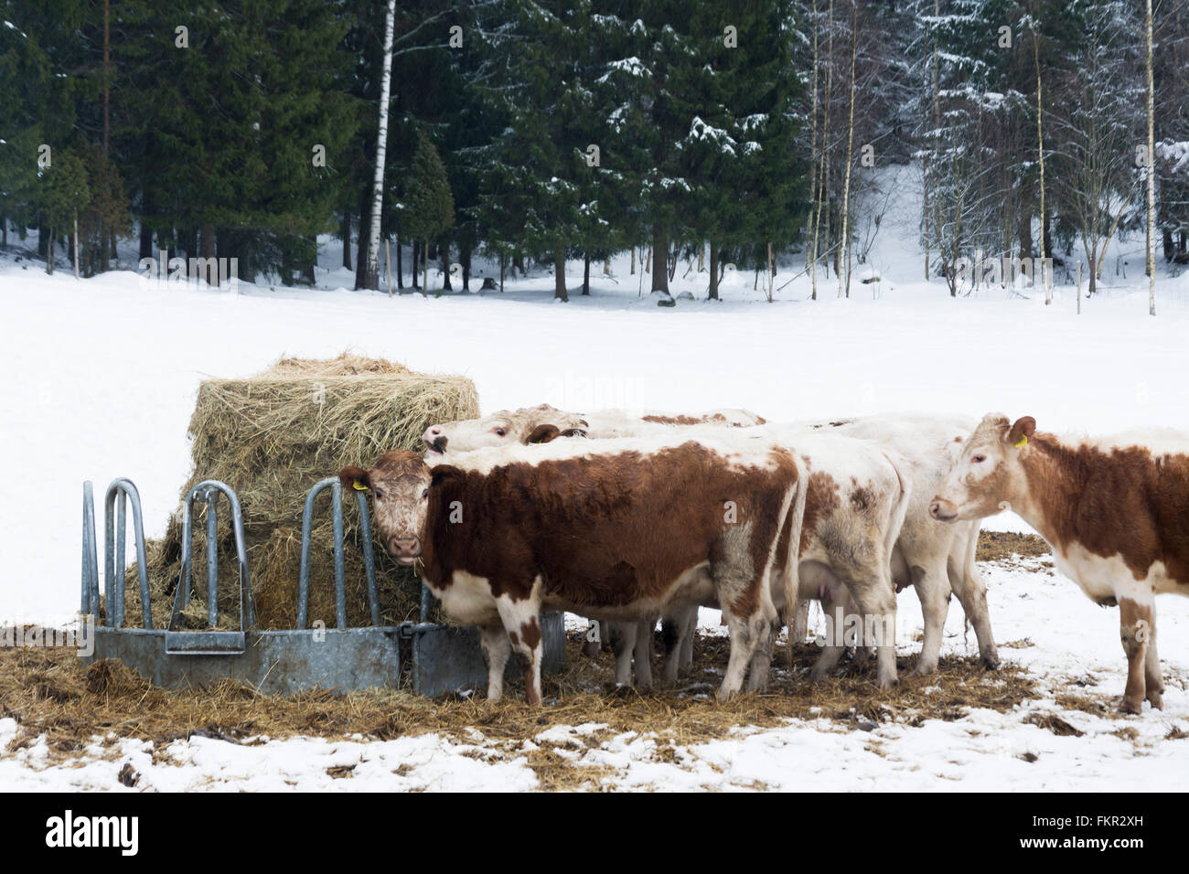 Eastern finncattle hi-res stock photography and images - Alamy