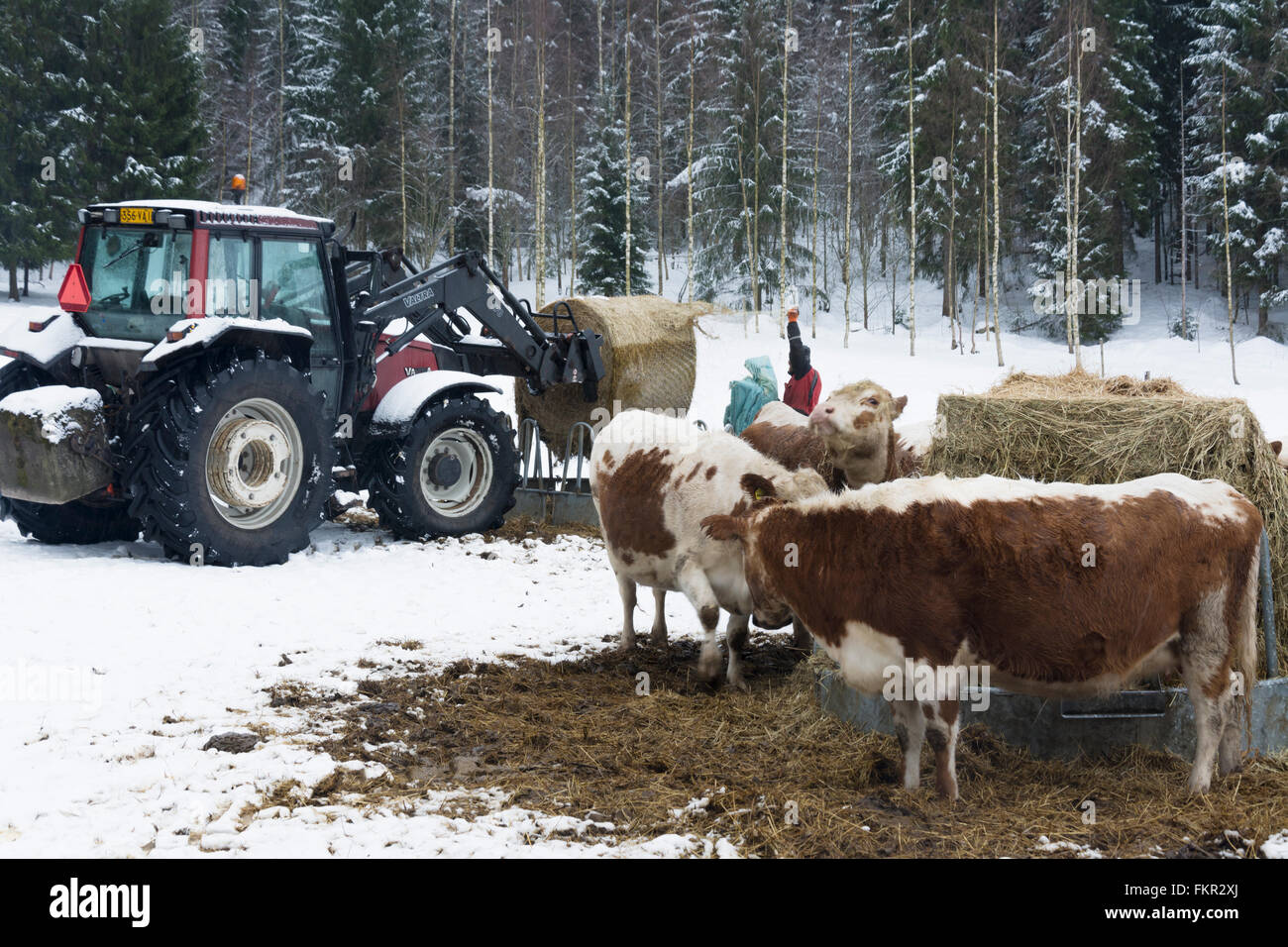 Eastern finncattle hi-res stock photography and images - Alamy
