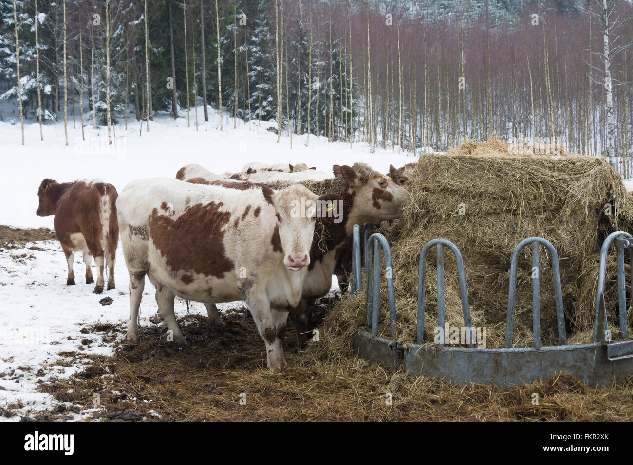 Eastern finncattle hi-res stock photography and images - Alamy