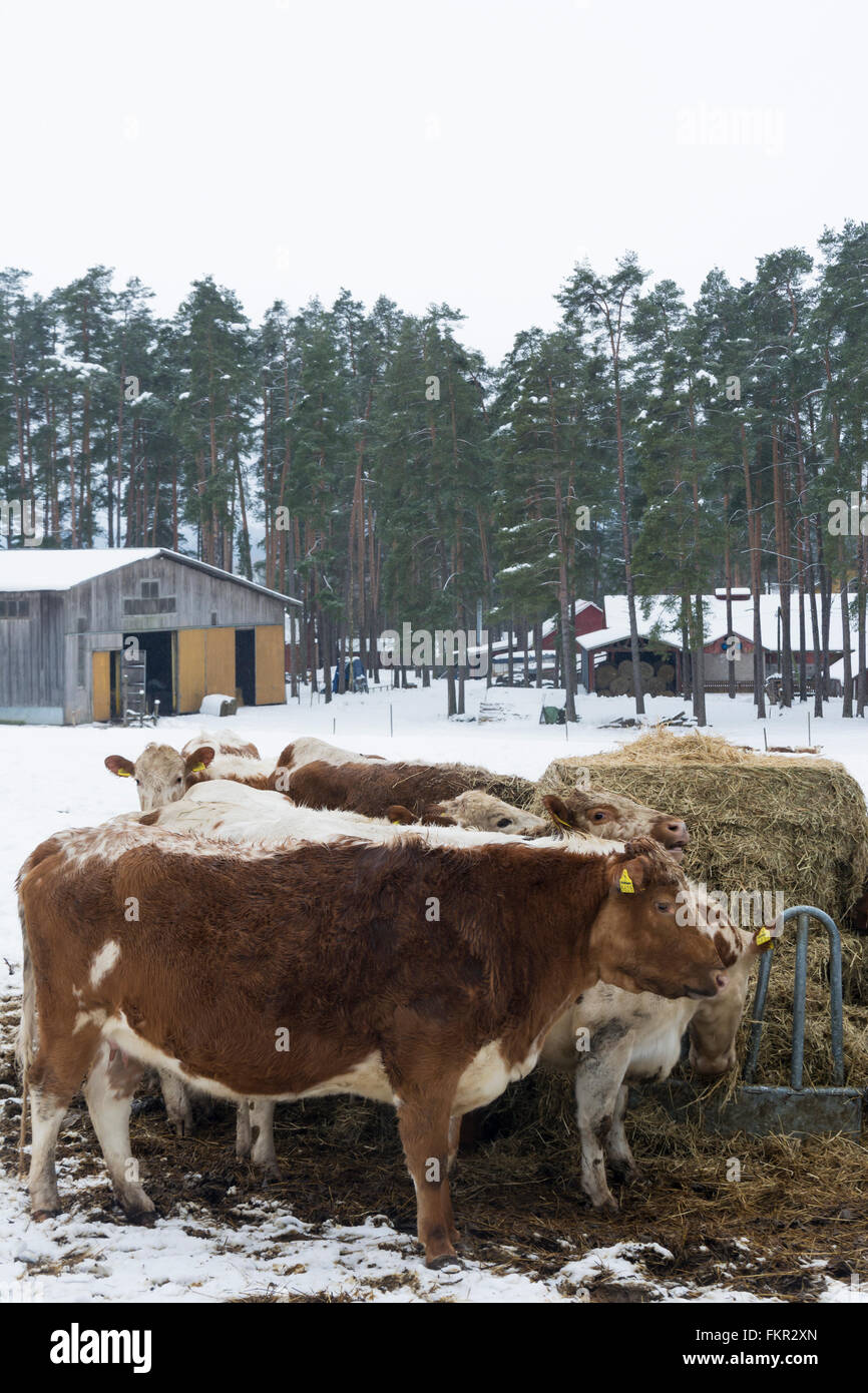 Eastern finncattle hi-res stock photography and images - Alamy
