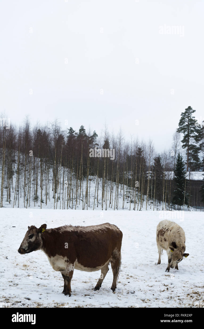 Eastern finncattle hi-res stock photography and images - Alamy