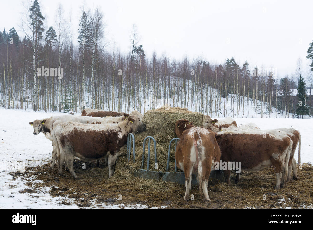 Eastern Finncattle High Resolution Stock Photography and Images - Alamy