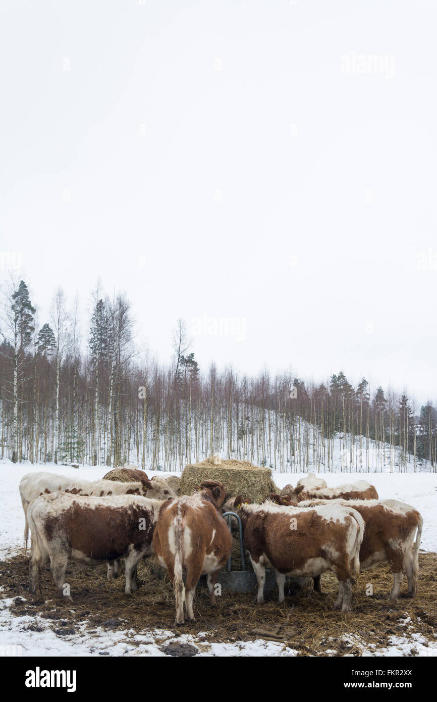 Eastern finncattle hi-res stock photography and images - Alamy