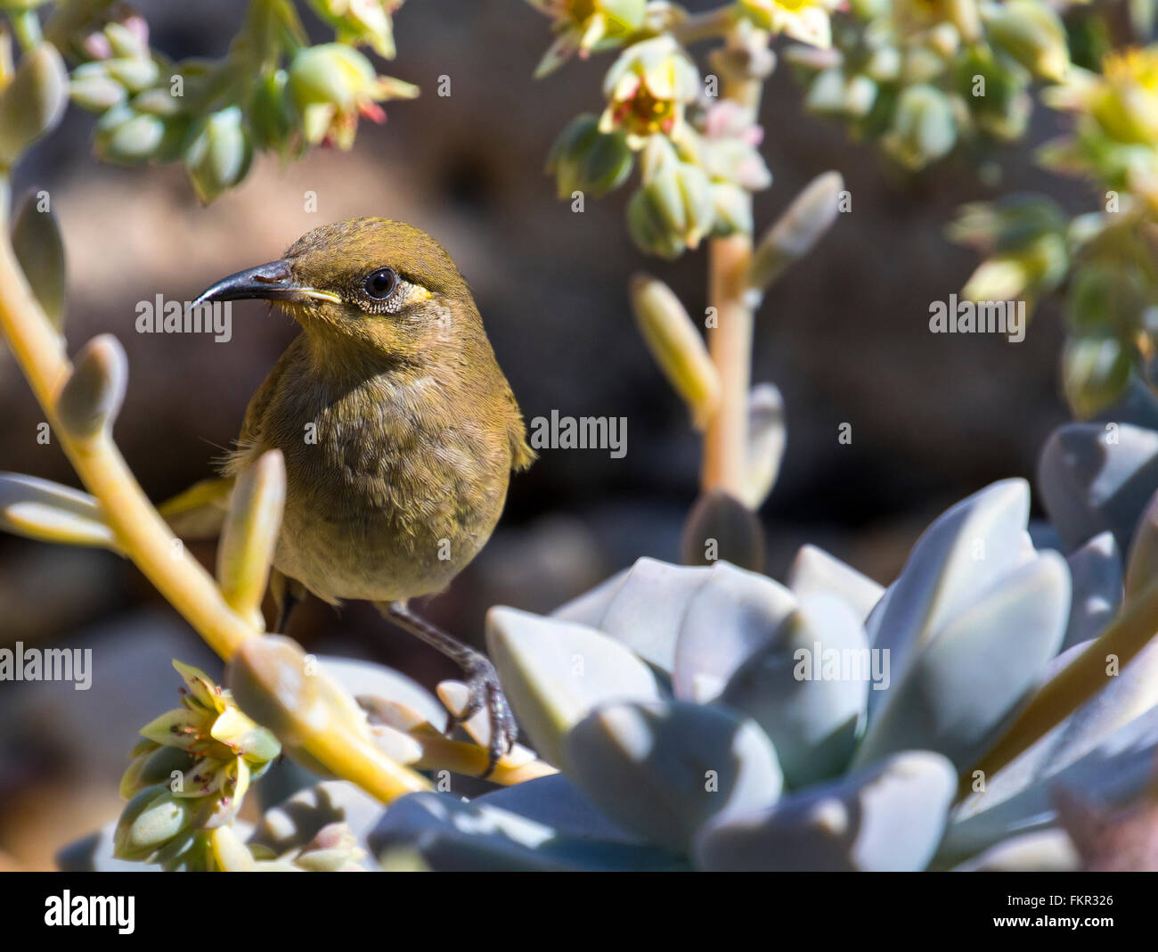Australian birds hi-res stock photography and images - Alamy