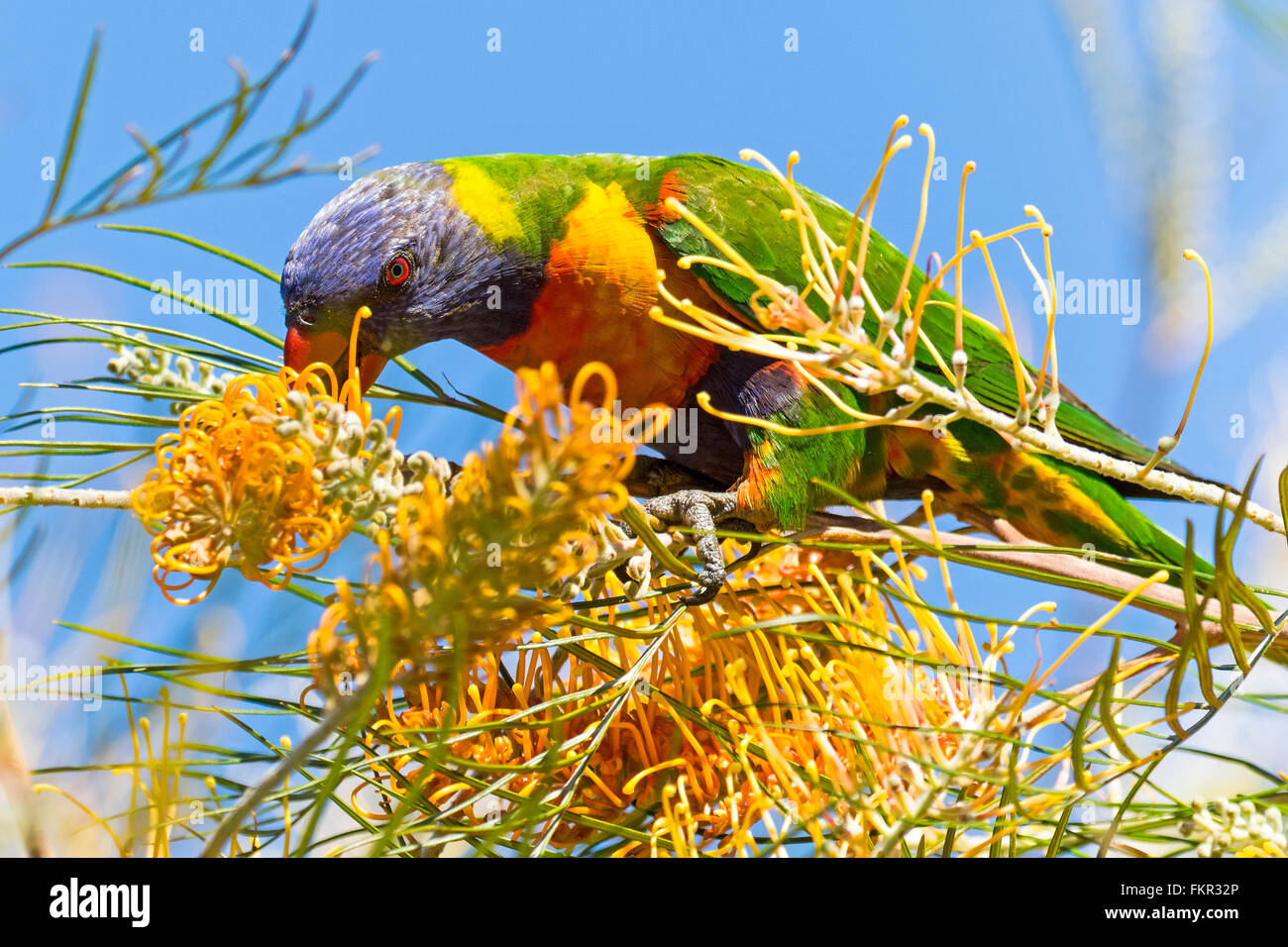 Australian Rainbow Lorikeet feeing on nectar froim grevillia flower ...