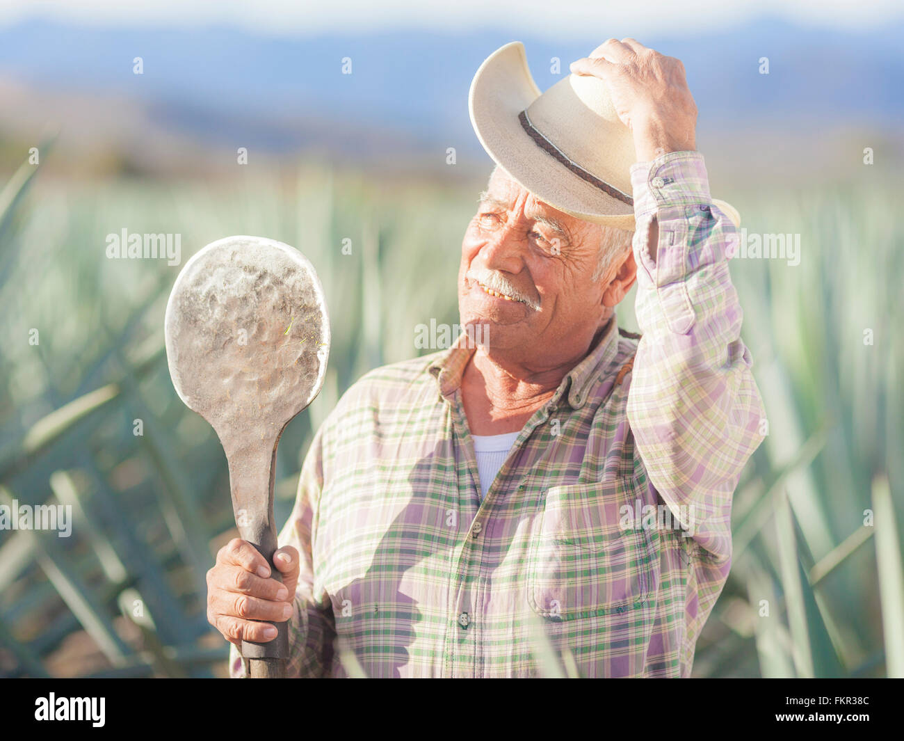 Hispanic farmer working in production hi-res stock photography and ...